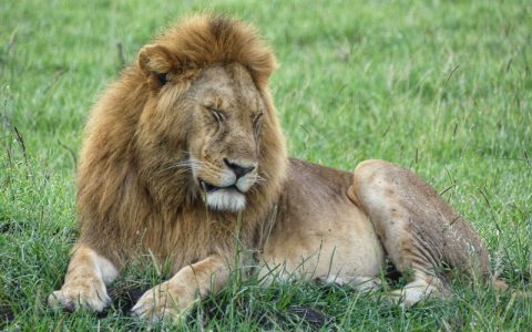 Safari Question and Answers - Wild Marks Safaris